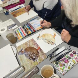 Ink and Watercolour Farm Animal Workshop with Eleanor Tomlinson